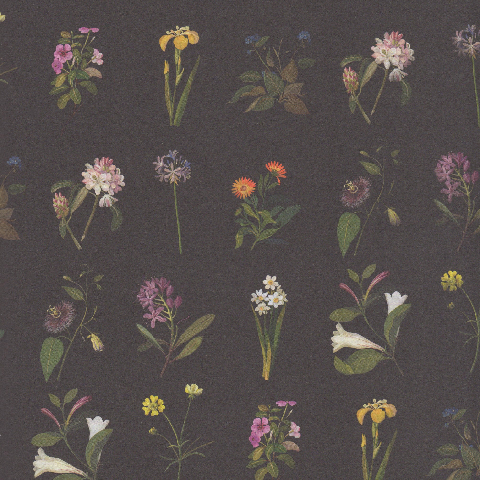 Tissue Paper (Mary Delany): Illustrations of flowers – The Johnston ...